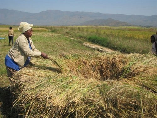 Rural Women in Cameroon Fight climate change in Rice Farming